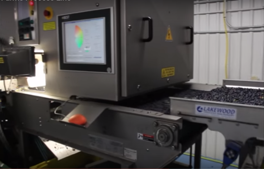 Blueberry Packing Line - High Volume - Used Blueberry Equipment