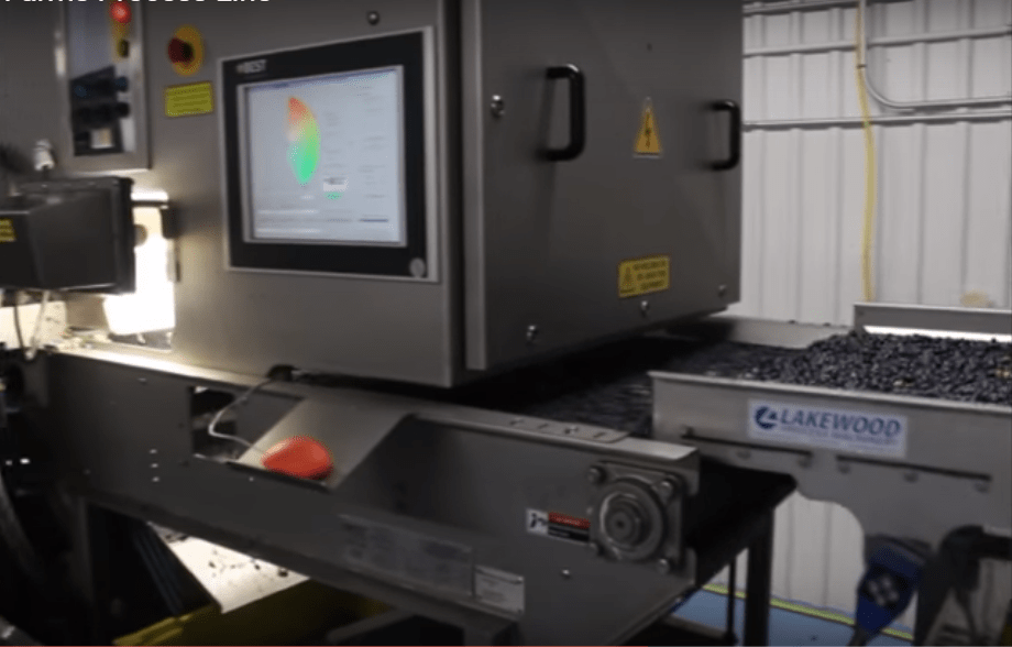 Blueberry Packing Line - High Volume - Used Blueberry Equipment