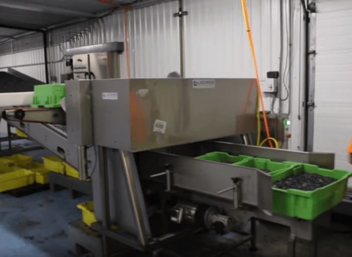 Blueberry Packing Line - High Volume - Used Blueberry Equipment