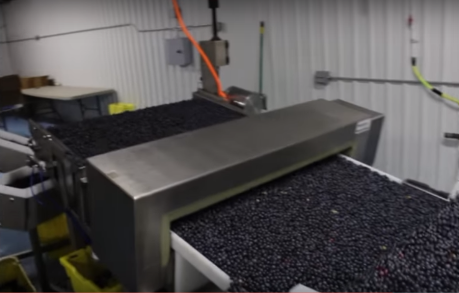 Blueberry Packing Line - High Volume - Used Blueberry Equipment
