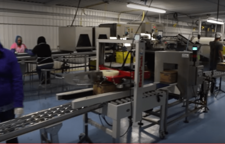 Blueberry Packing Line - High Volume - Used Blueberry Equipment