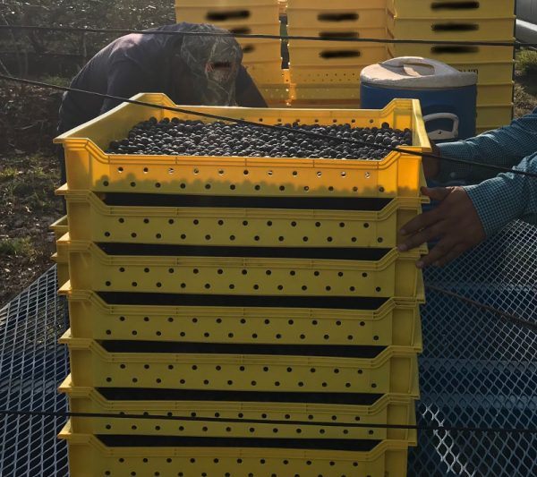 Blueberry Trays - 23.5 x 18 x 4 inches - Used Blueberry Equipment